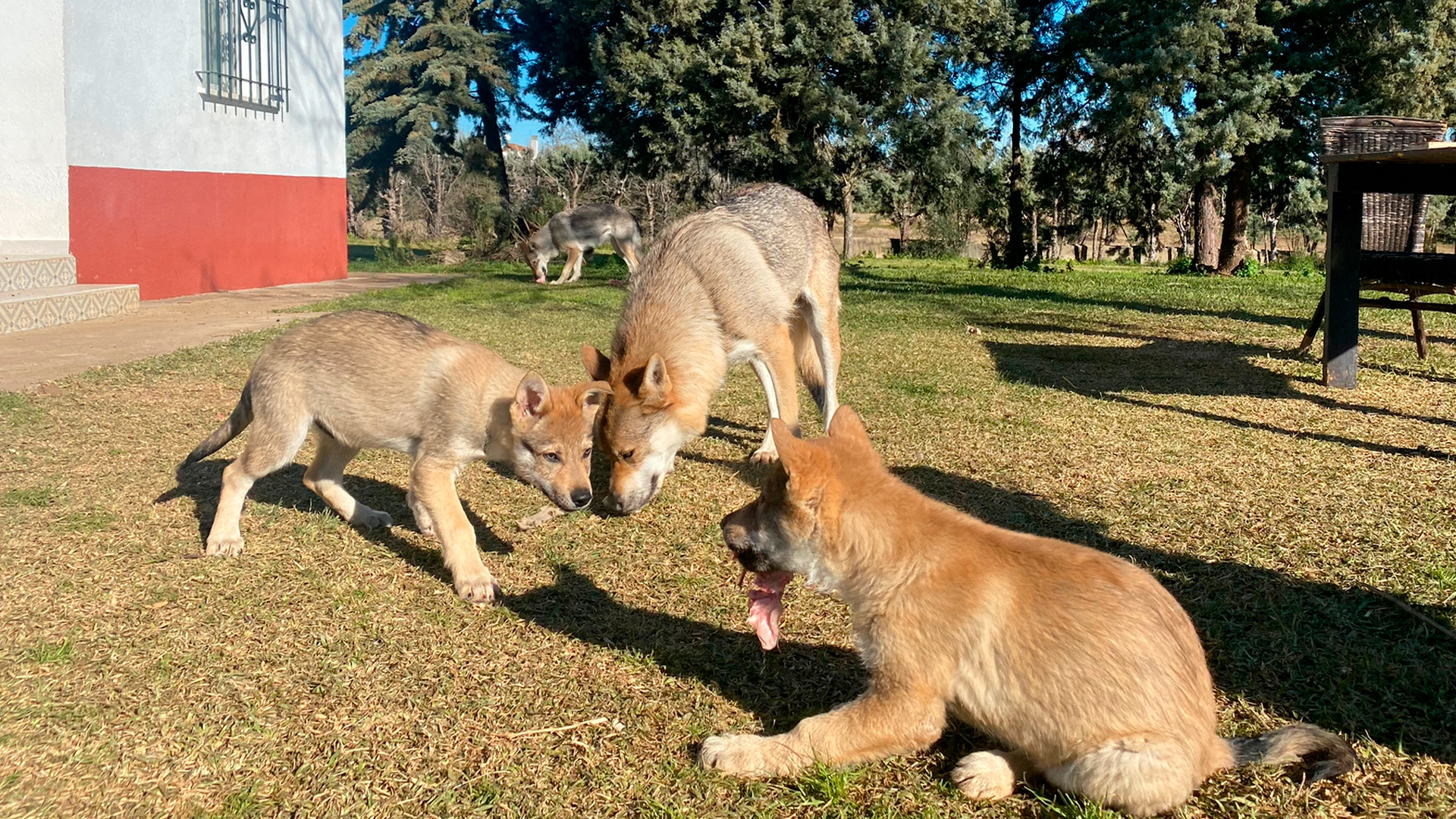 Perros lobos raros de ver en nuestra región | Canal Extremadura