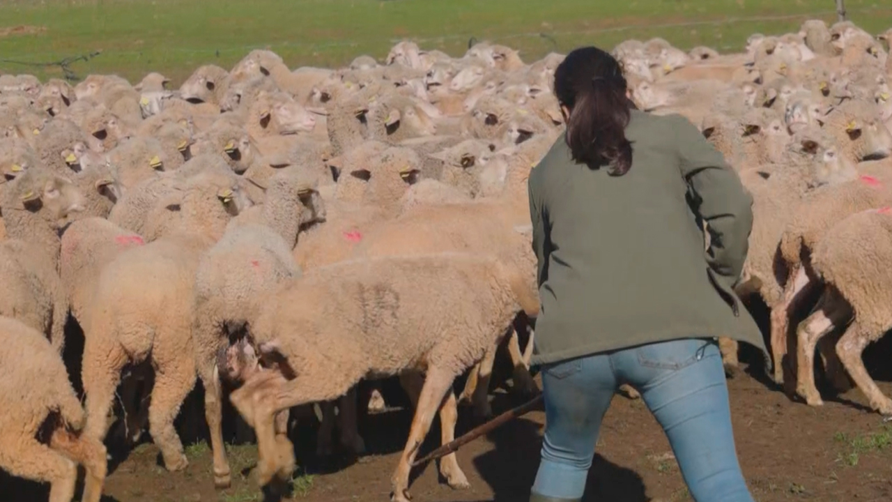 Chabeli y Víctor siguen a tope separando ovejas paridas, borregos y ...