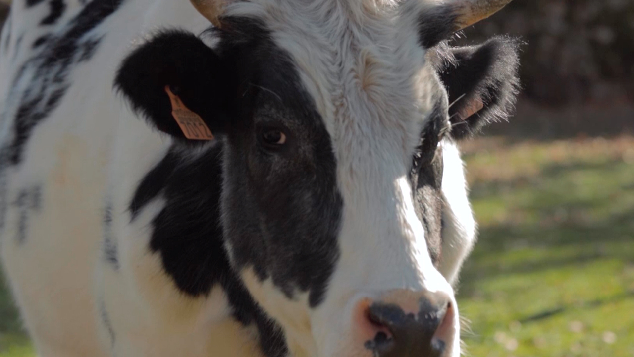 El campo es vida | Canal Extremadura
