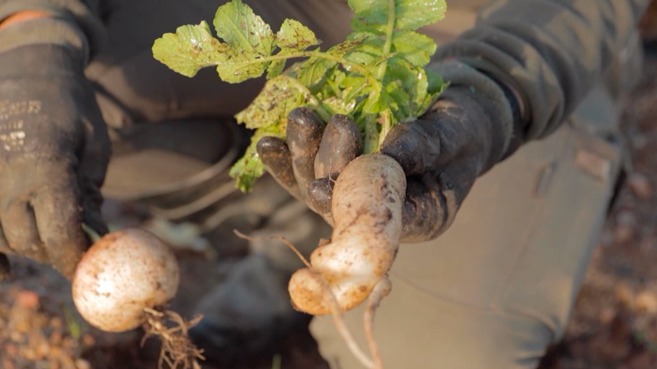 Las diferencias entre el nabo redondo y el alargado | Canal Extremadura