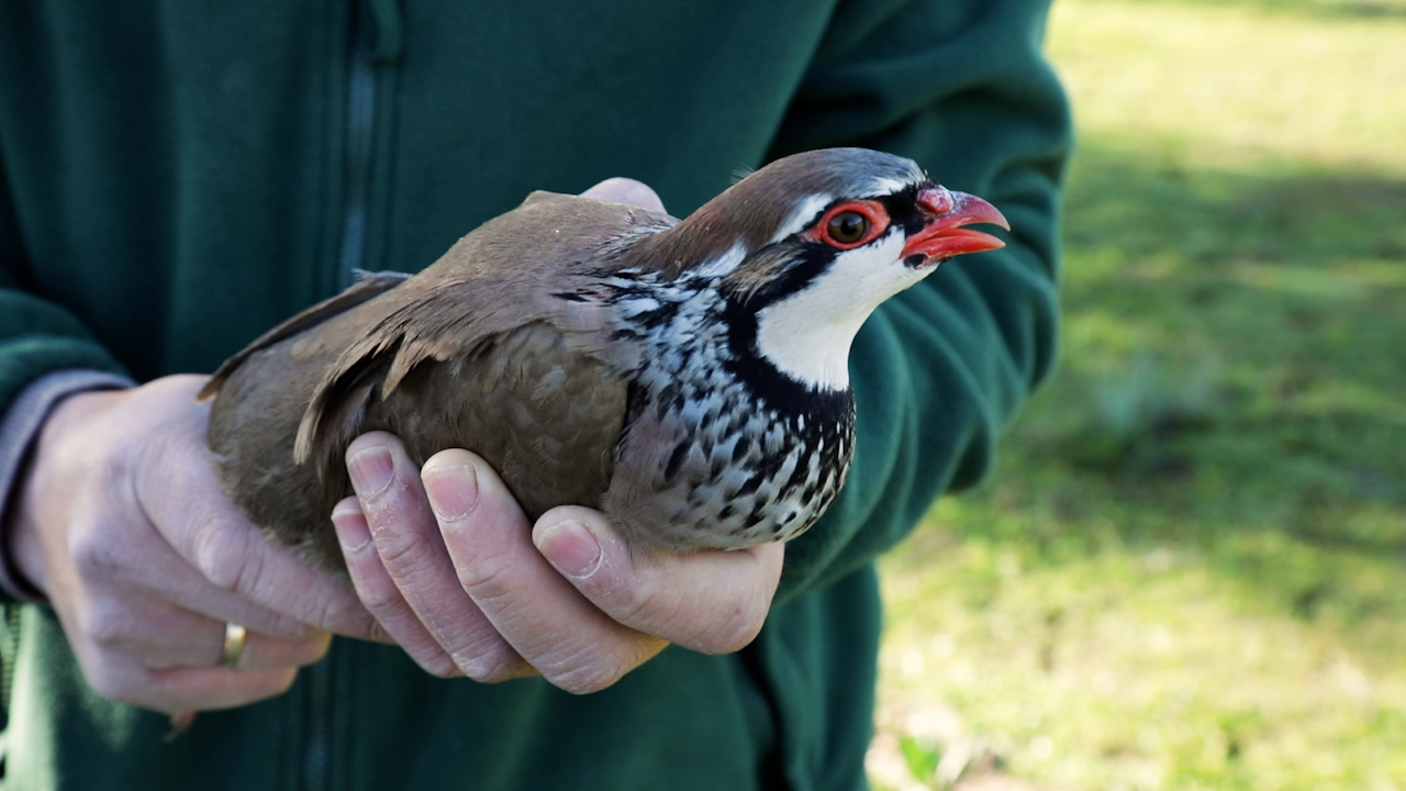 Granjas de perdices, otro tipo de ganadería | Canal Extremadura