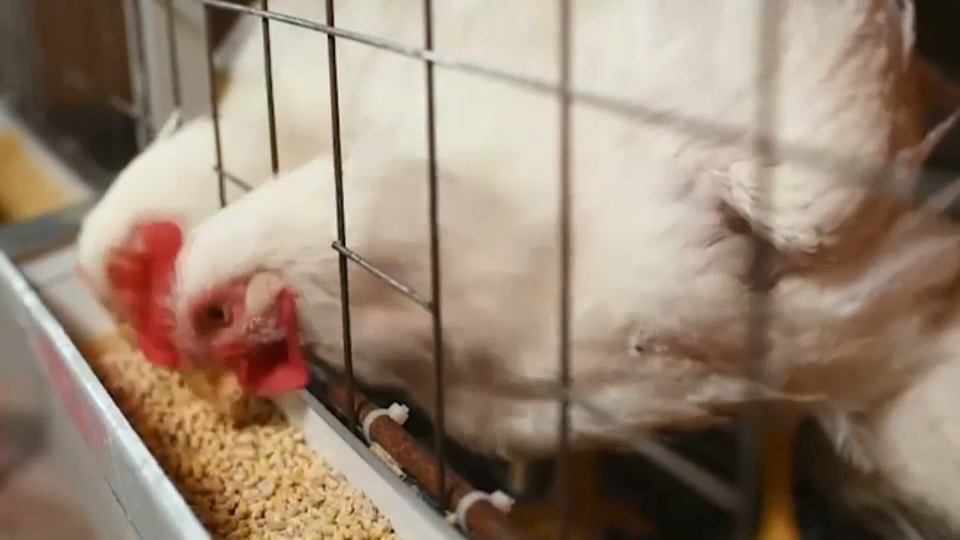 "A la gripe aviar no hay que perderle la cara", dice el presidente de ...