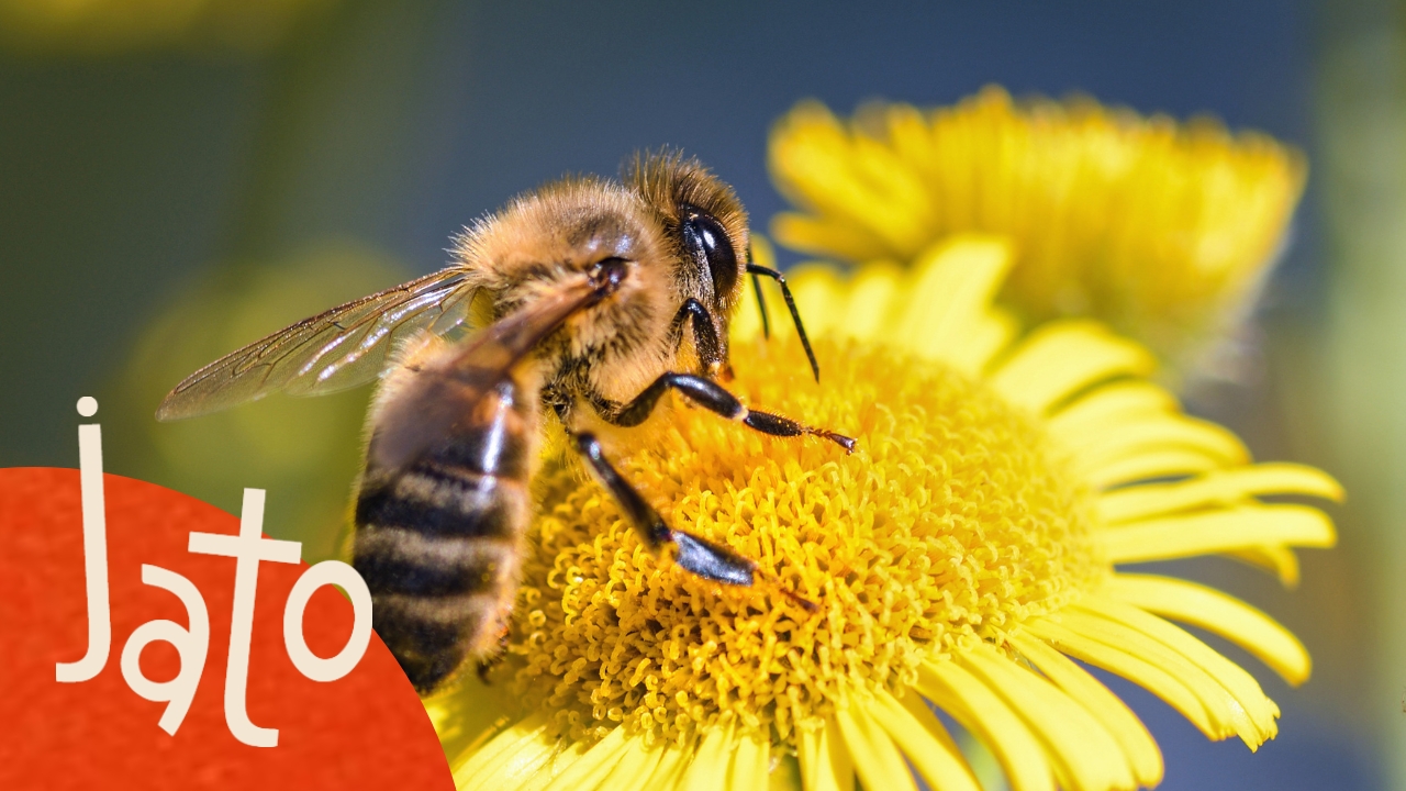 Estar cerca de las abejas es una realidad en Higuera de Albalat | Canal ...