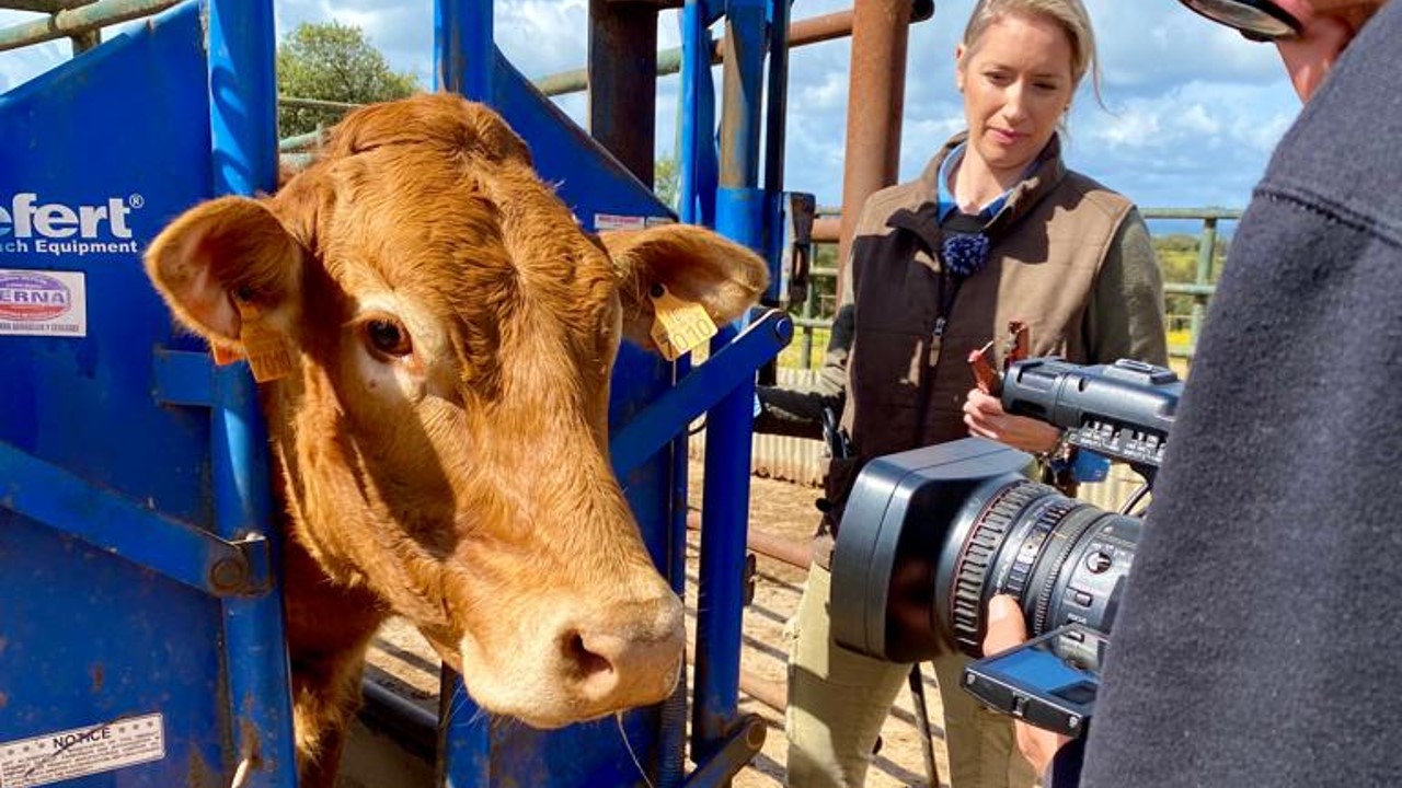 ¿Cómo se coloca un crotal? | Canal Extremadura