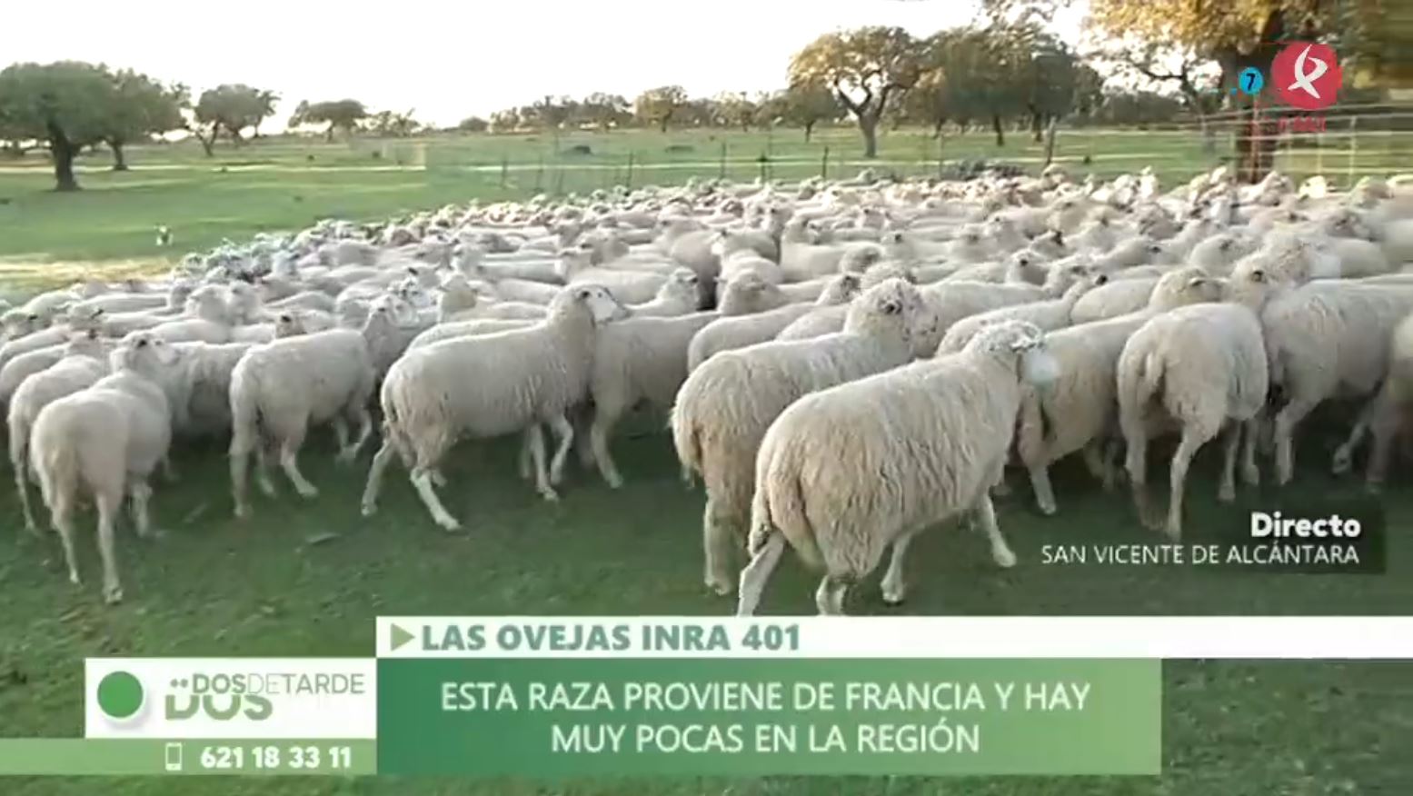 Conocemos a fondo la oveja INRA 401 | Canal Extremadura