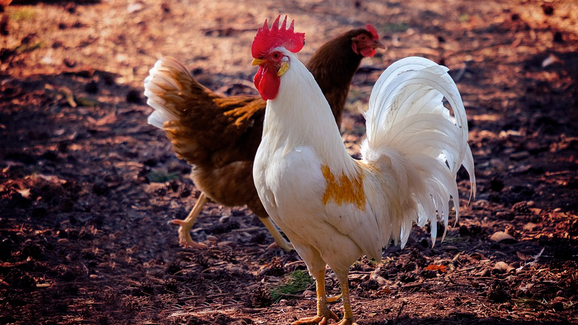 Las crestas de las gallinas y todo lo que significan | Canal Extremadura