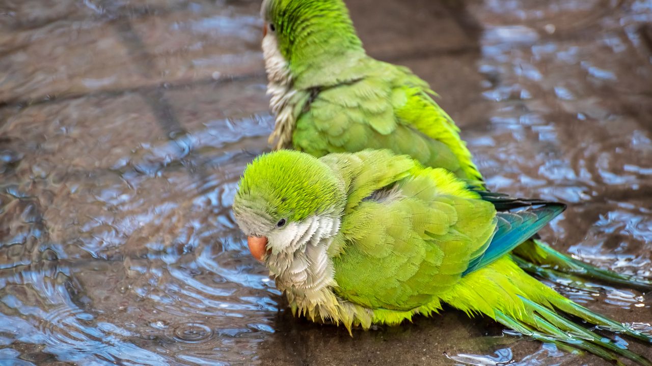 Nueva especie invasora en la región | Canal Extremadura