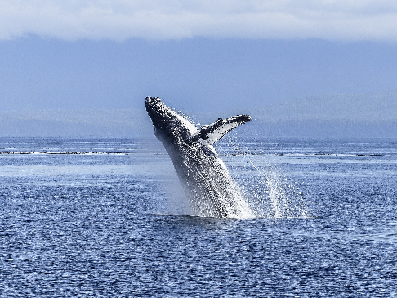 Los pulmones del planeta están en los océanos: el valor de las ballenas ...