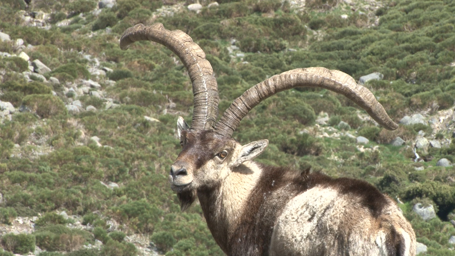 La especie más endémica de nuestro país, la cabra montés | Canal ...