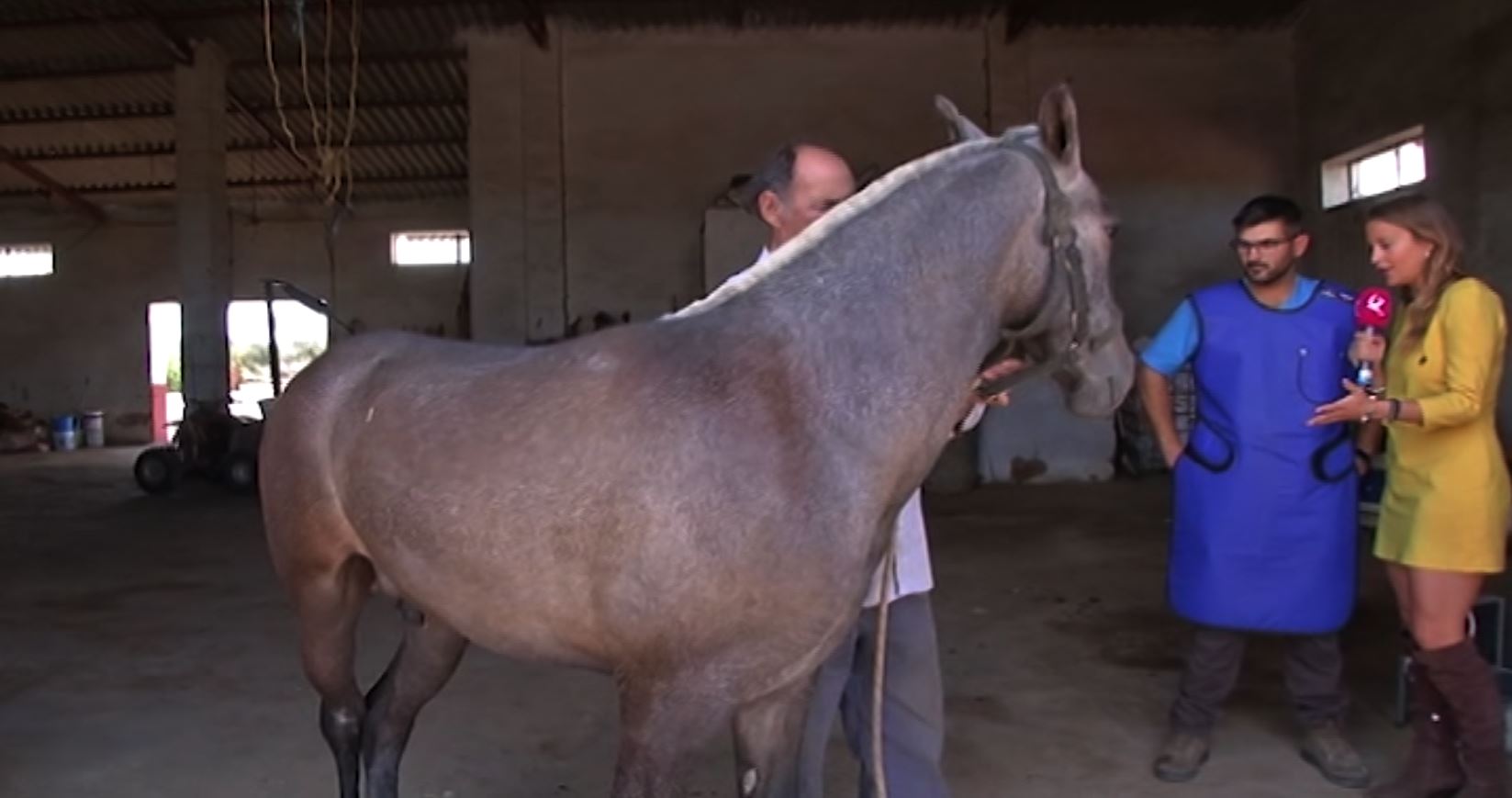 Así se recupera en Llerena este potro herido | Canal Extremadura