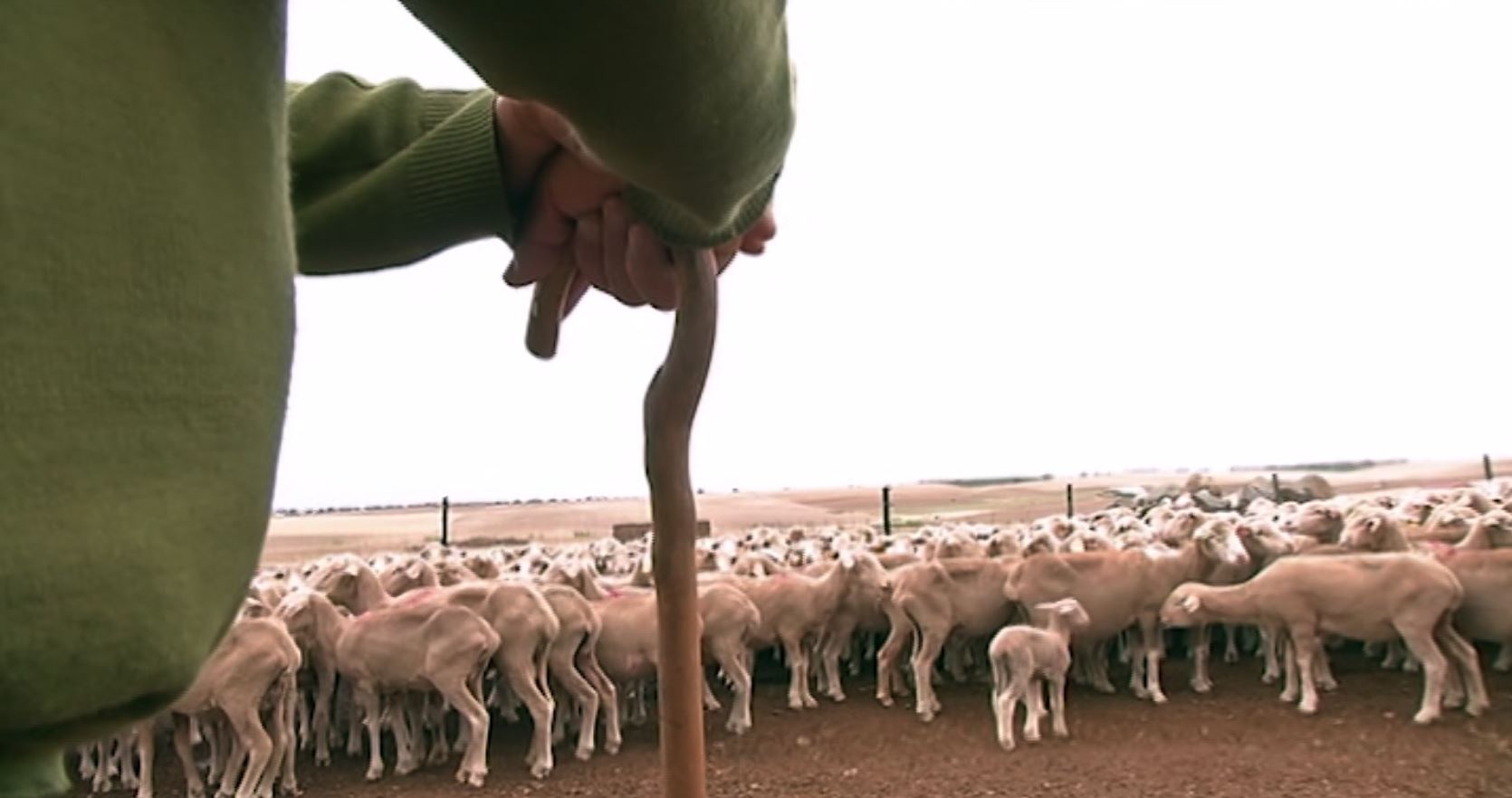Lorenzo nos descubre los numerosos usos del bastón de un buen pastor ...