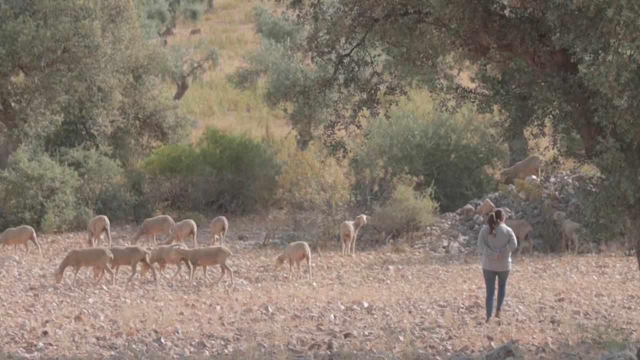 200 nuevas borregas hacen crecer la ganadería de Chabeli | Canal ...