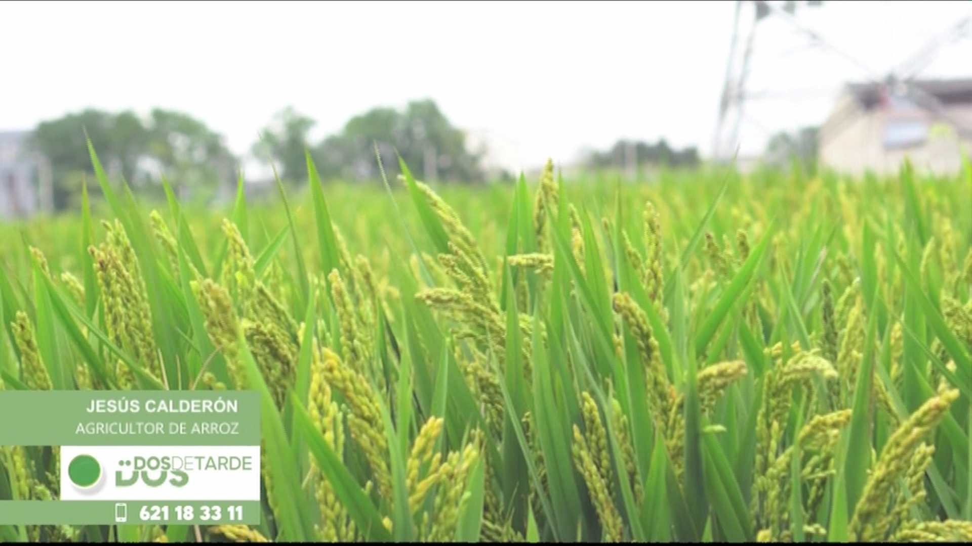 El arroz extremeño, calidad excepcional | Canal Extremadura