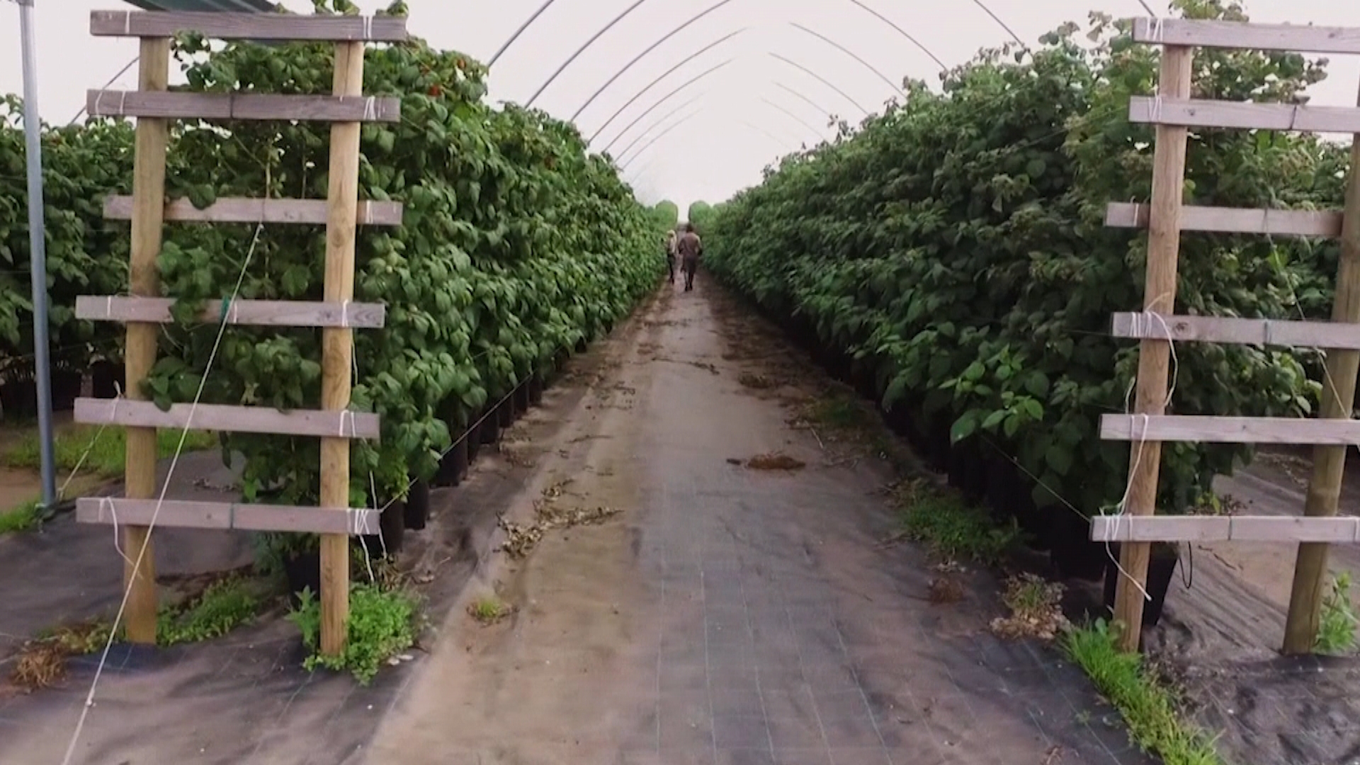 La Besana en Verde | Canal Extremadura