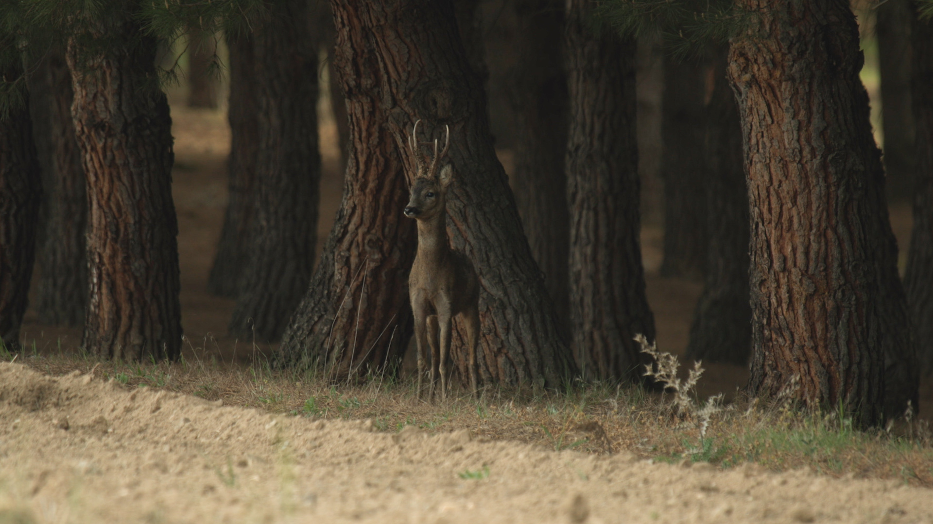 El más pequeño de los cérvidos europeos | Canal Extremadura