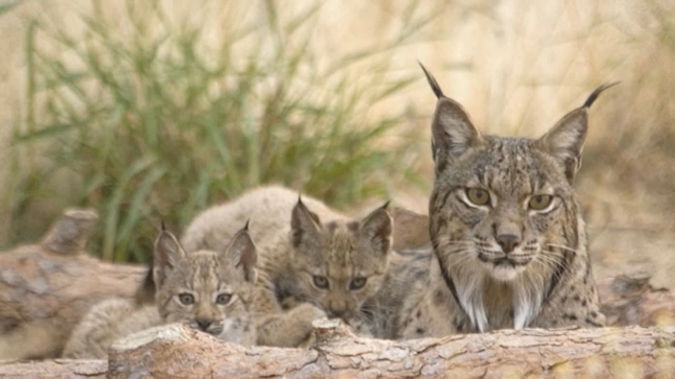 Los programas de protección del lince ibérico dan sus resultados: casi ...