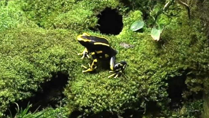 El croar de las ranas y la estridulación de los insectos se ven ...