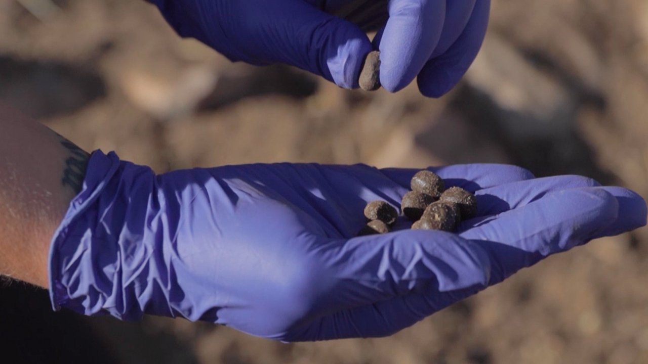 Las heces de los animales son una fuente de información sobre su salud ...