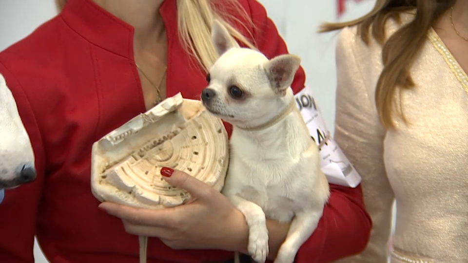 Vídeo: El chihuahua Coco, el perro más guapo de la exposición canina de ...