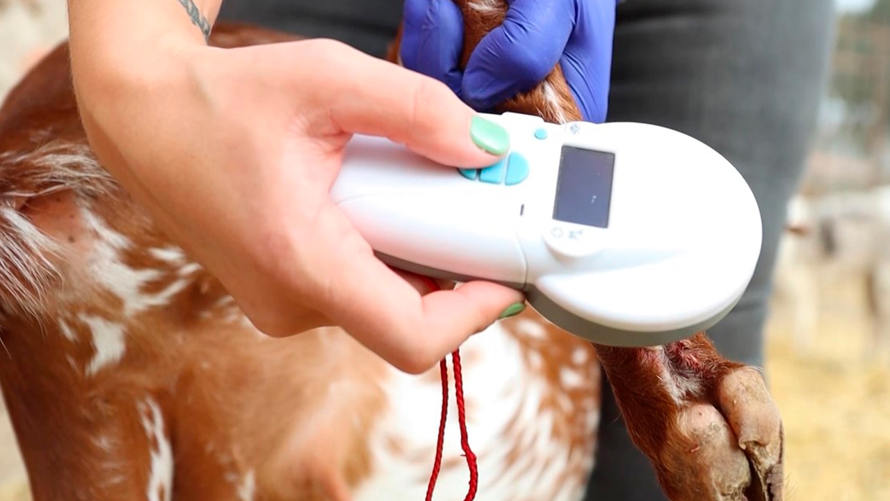 Verónica identifica a todas sus cabras con microchips | Canal Extremadura