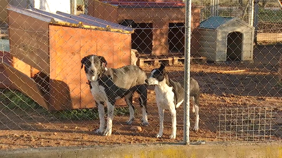¿Cuál es el futuro de la perrera municipal de Badajoz? | Canal Extremadura