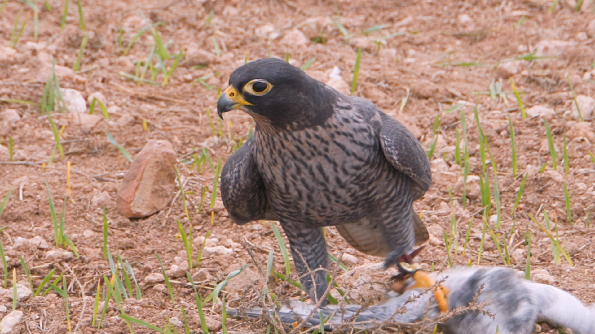Cazadores de Lances | Canal Extremadura