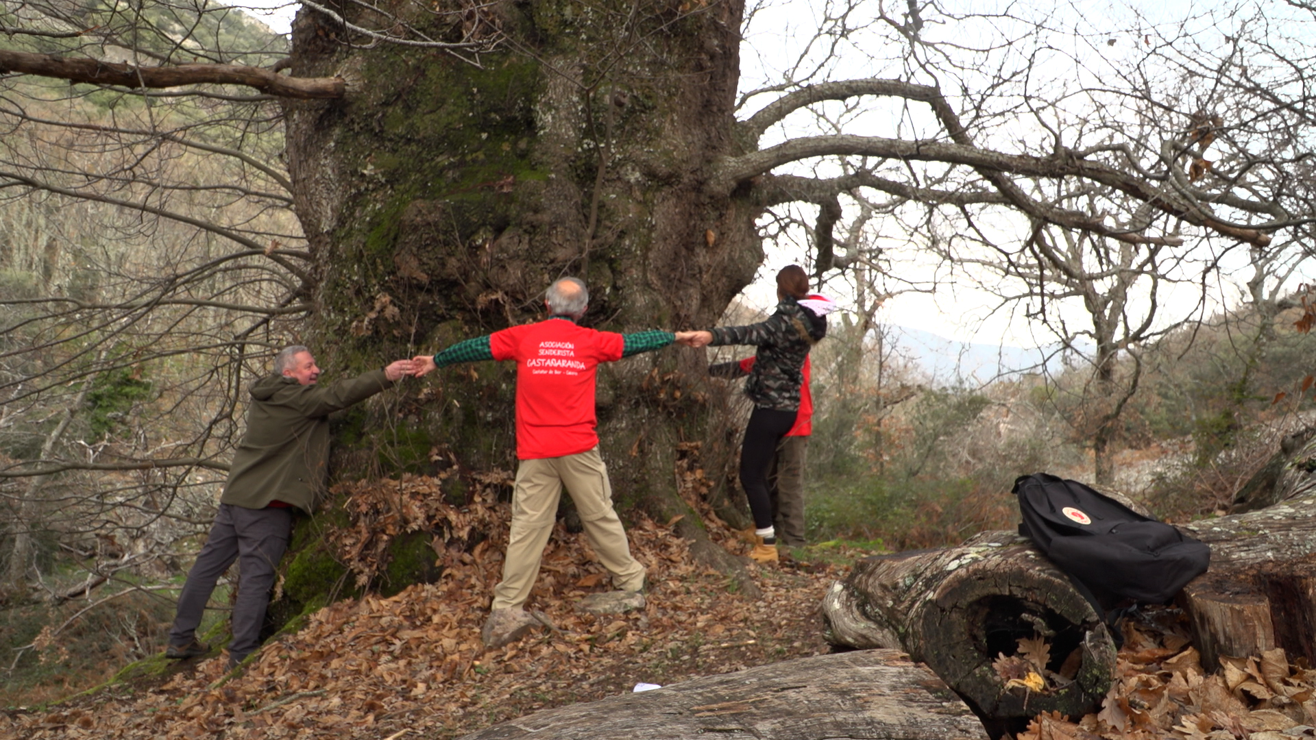 Árboles imposibles de rodear por menos de 4 personas | Canal Extremadura