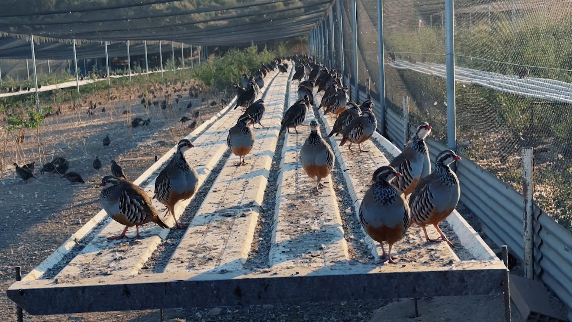 La perdiz se convierte en una alternativa ganadera | Canal Extremadura