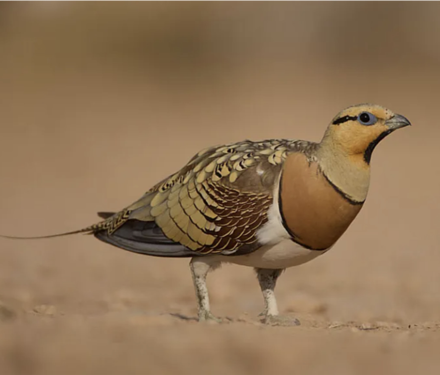 Una ganga es un ave de paso, aún en rebajas. Con Florián Recio | Canal ...
