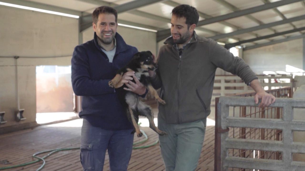 Pirri, el nuevo pastor de los cochinos de Los Mellis | Canal Extremadura