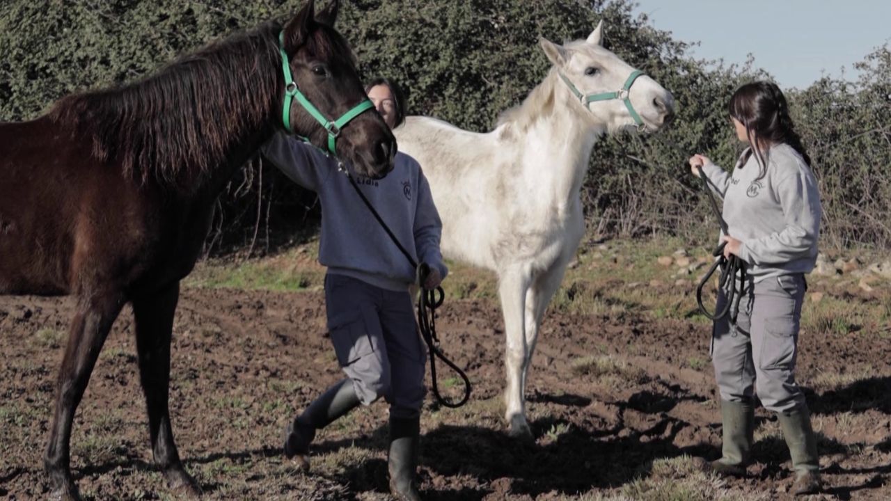 Isabel y Lidia introducen por primera vez a sus yeguas con las vacas ...