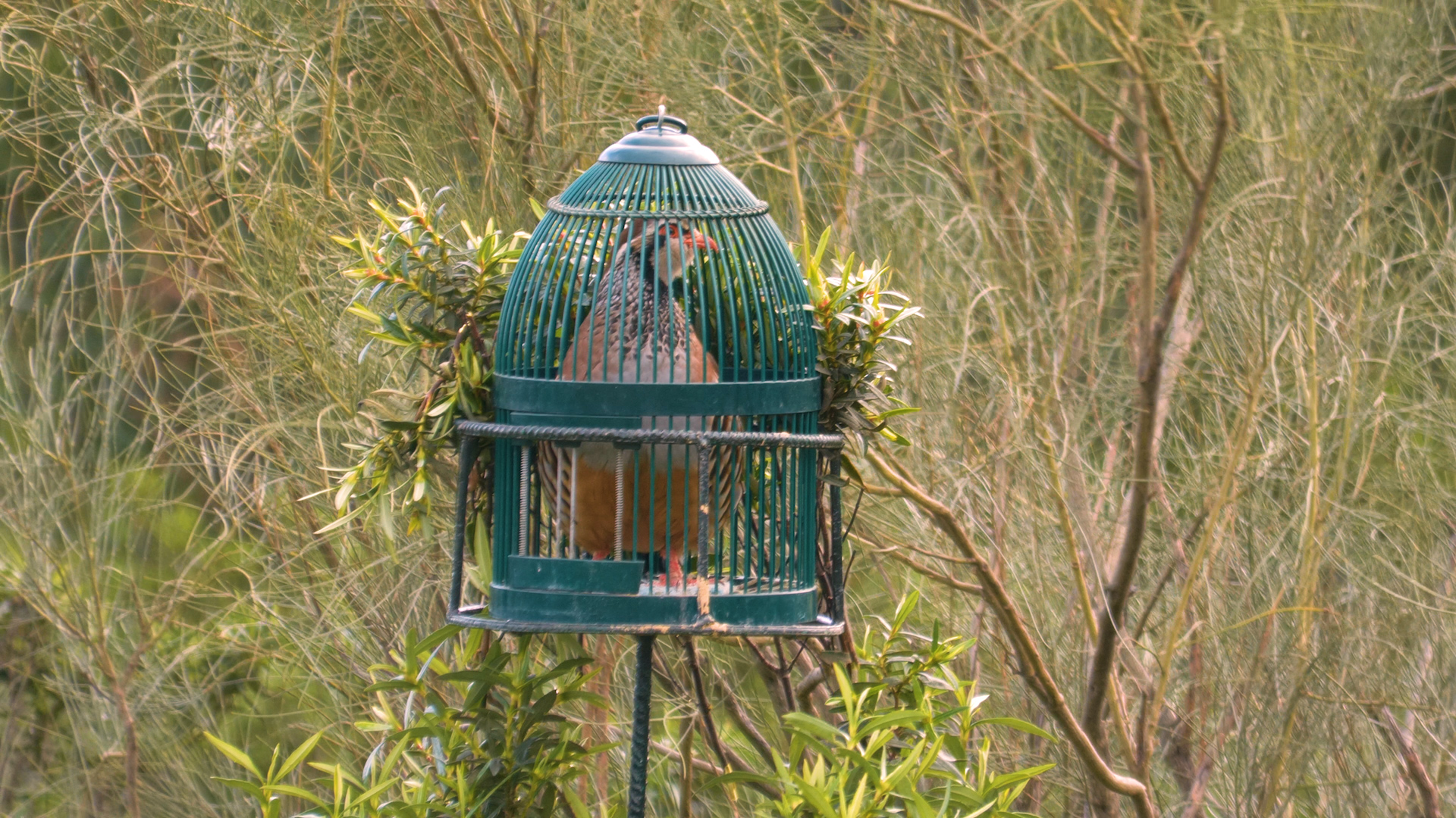 Clima, depredadores y tiempo, factores clave en la caza del perdigón ...