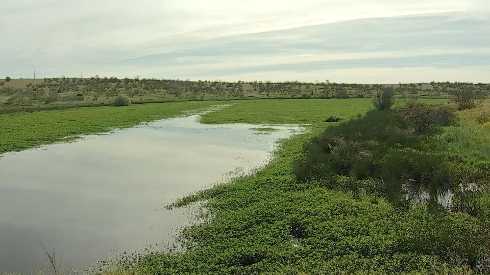 Ludwigia peploides: la planta que amenaza el embalse de Talaván | Canal ...