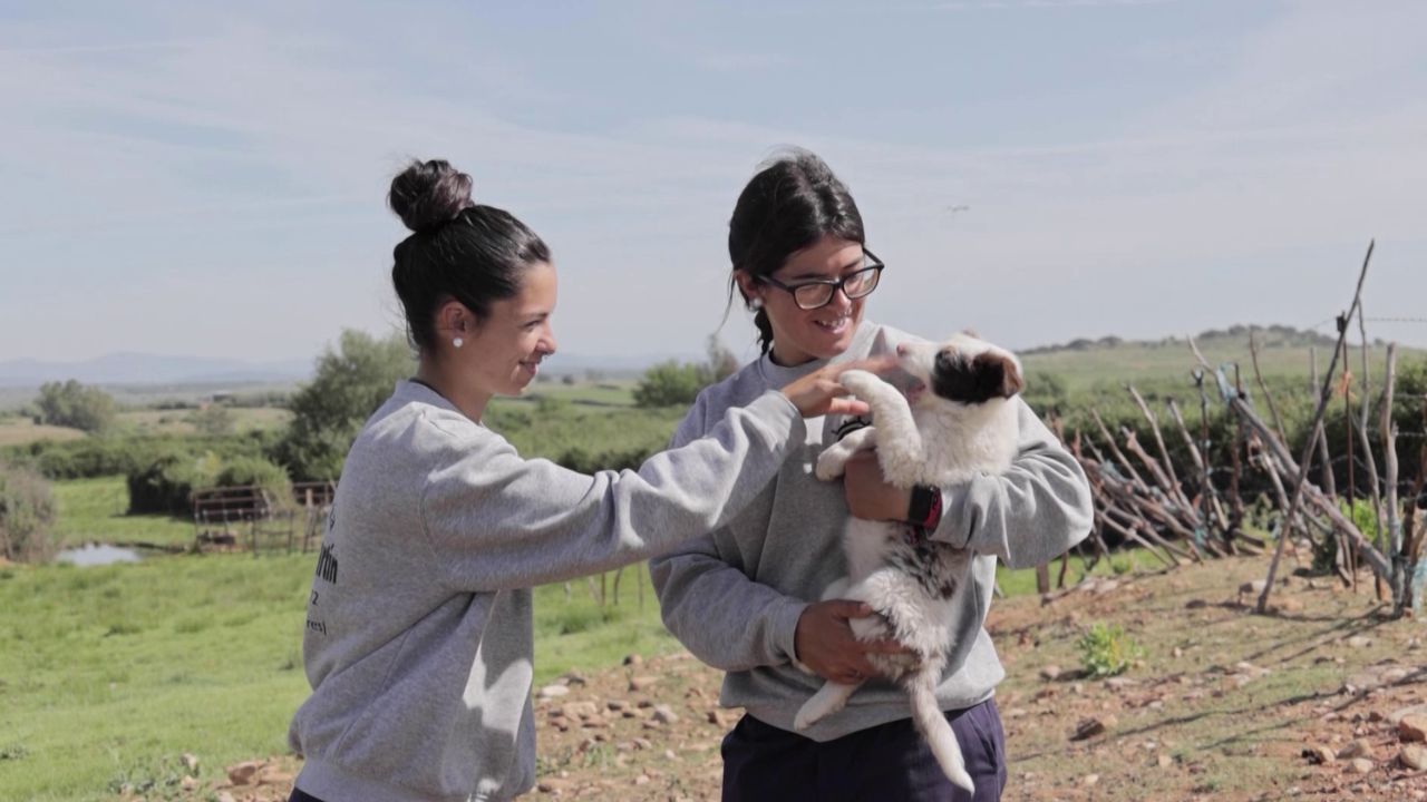 Esta pequeña border collie merle es la nueva perra pastora de Isabel y ...