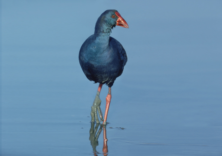Calamón: ave que se verá beneficiada por la lluvia | Canal Extremadura