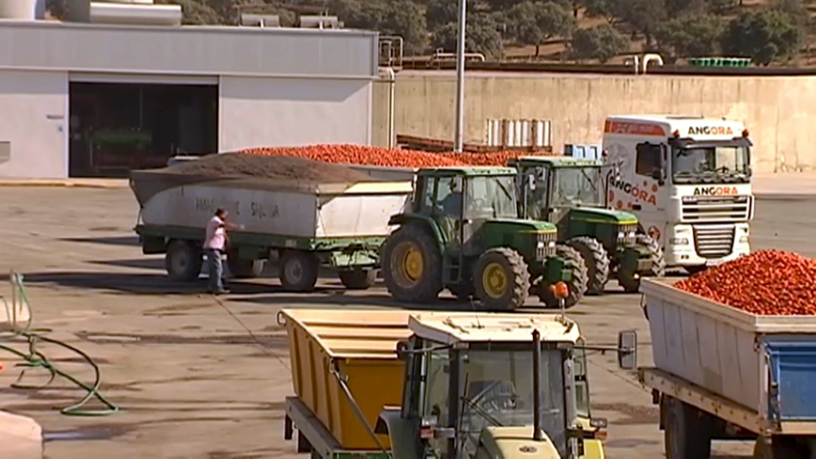 La empresa extremeña 'Tomalia' procesará unos 170 millones de kilos de ...